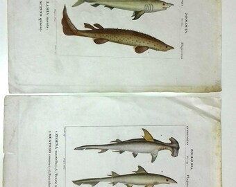 Imprimé Poissons du Québec Poster planche identification
