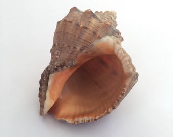 Seashell decor | Etsy