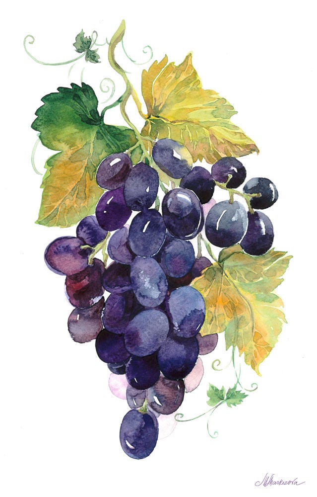 Grape painting, Watercolor illustration, Watercolor grapes
