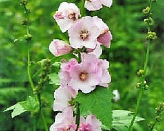 Heirloom hollyhocks | Etsy