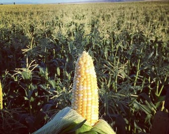 1797 Maïs Gravure Originale Céréales Graminée Eléments