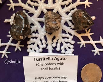 Multipack 1.53 fossil turritella shell castings