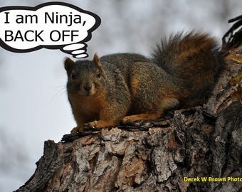 Ninja squirrel | Etsy