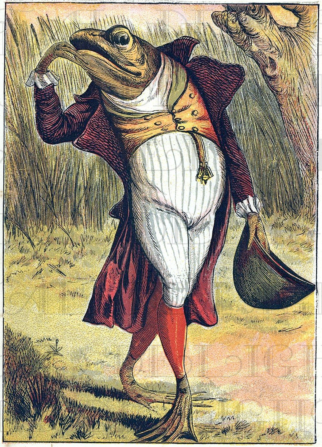 Weird Wacky Well Dressed Frog. VINTAGE Illustration. Vintage