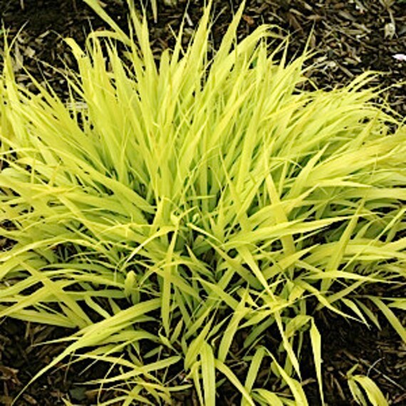 Five All Gold Japanese Forest Grass 5 Hakonechloa Macro