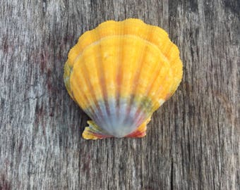 Large sunrise shell | Etsy