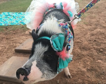 Mini pig clothes | Etsy