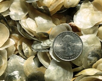 Jingle shells | Etsy