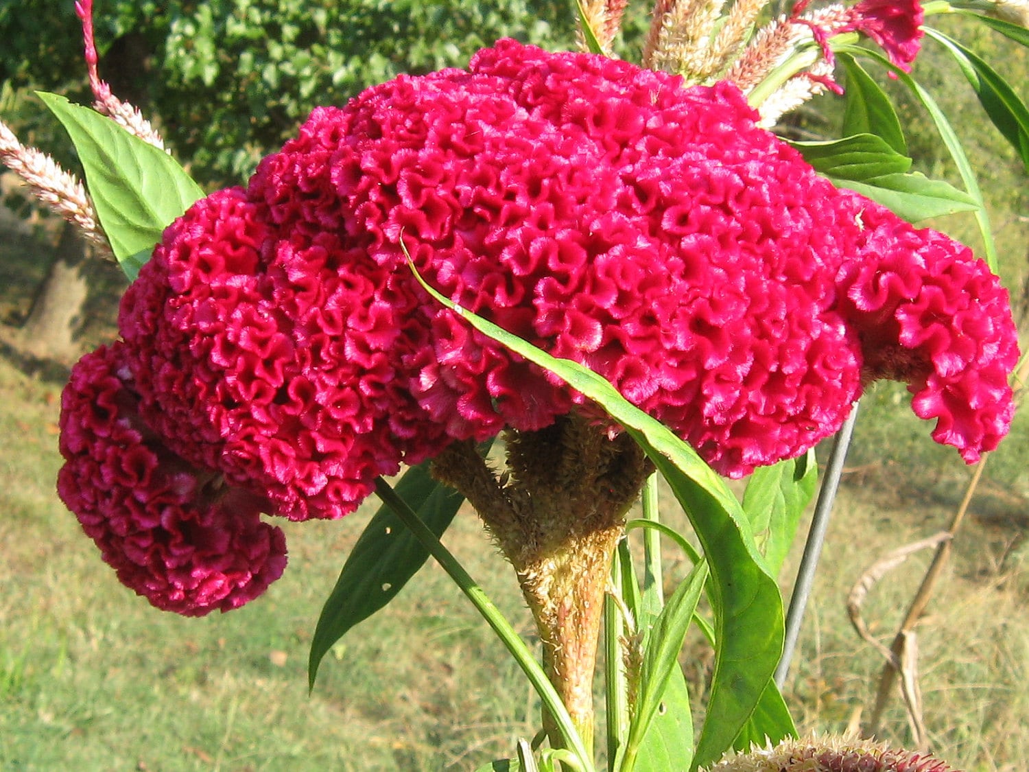 100 Giant Cockscombs Flower Seeds-1024