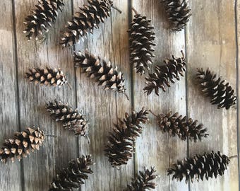 FIR CONES Pine Cones Natural spruce cone Large Pine Cones