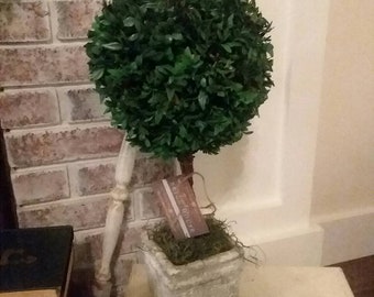 Preserved boxwood | Etsy