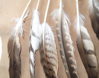 Hawk feathers | Etsy