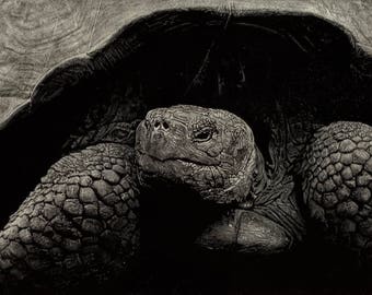 Tortoise painting | Etsy