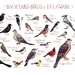 Pennsylvania Backyard Birds Field Guide Art Print / Watercolor