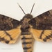 Real Mounted Death Head Moth Taxidermy Display