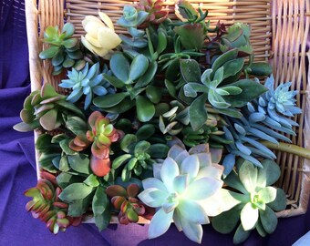 Succulent plants | Etsy