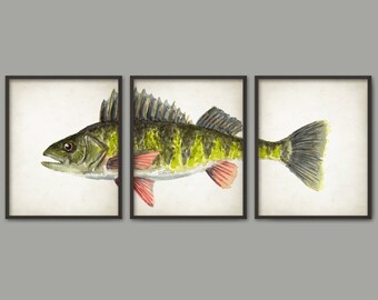 Freshwater fish art | Etsy