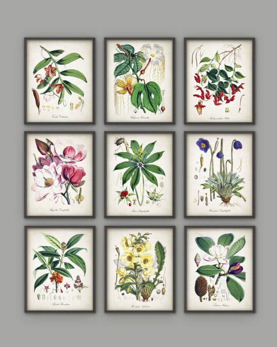 Antique Botanical Plants Print Set of 9 Flowering Plant