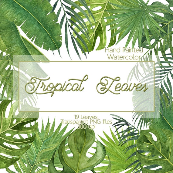 Tropical leaves Watercolor leaves clip art Monstera leaves