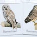 Owl flash cards types of owl study cards classroom decor