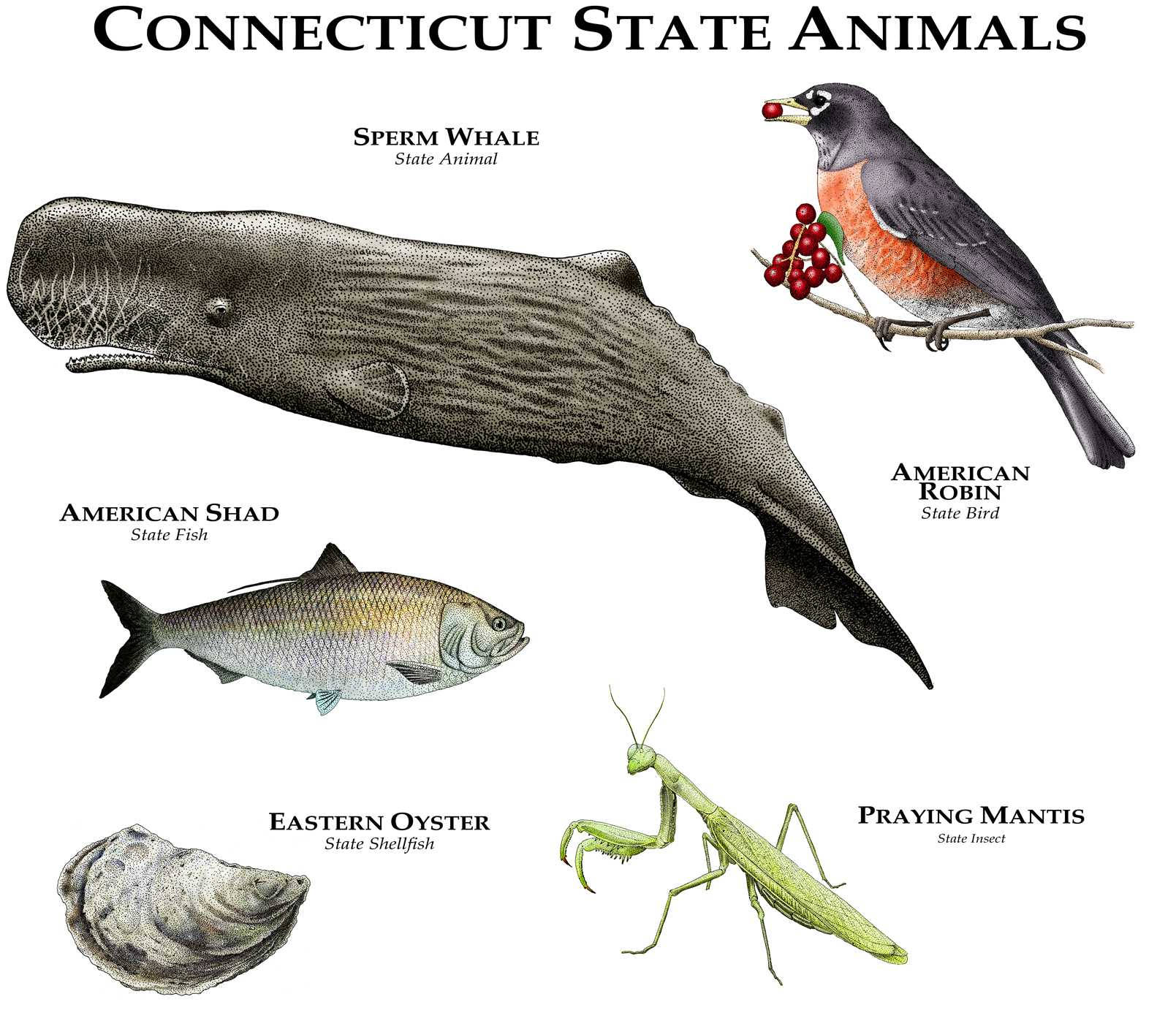 Connecticut State Animals Poster Print