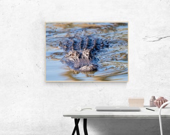 Alligator Smile Photo Gator Photography Florida Reptile