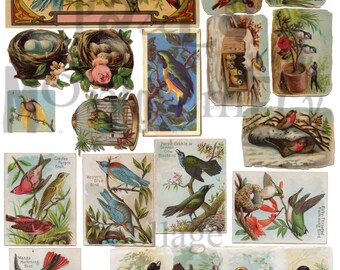 Birds Number 7 Digital Download Collage Sheet