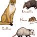 Florida Land Mammals Field Guide Art Print / Animals of
