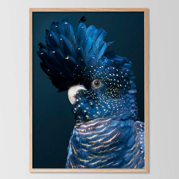 Black Cockatoo Print Bird Wall Art Blue Decor Large