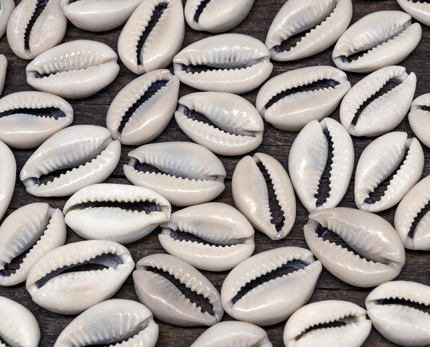 Cowrie Shell 50pc 1 2 3 4 Inch Sliced Cowrie Shells