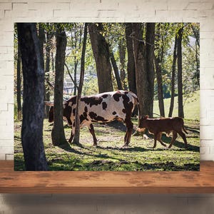 Longhorn cattle | Etsy