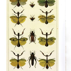 Praying mantis | Etsy