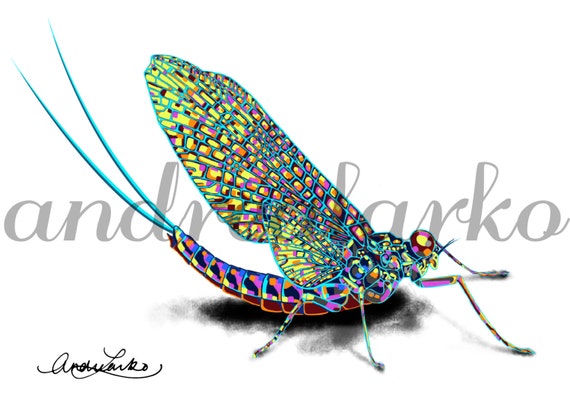 Mayfly Art Print 8.5x11
