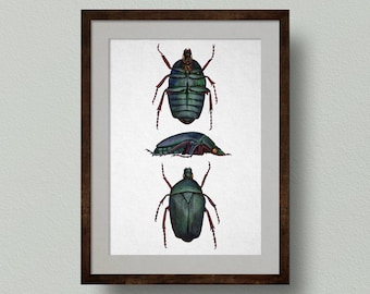 Insect art | Etsy