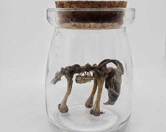 Animal in a jar | Etsy