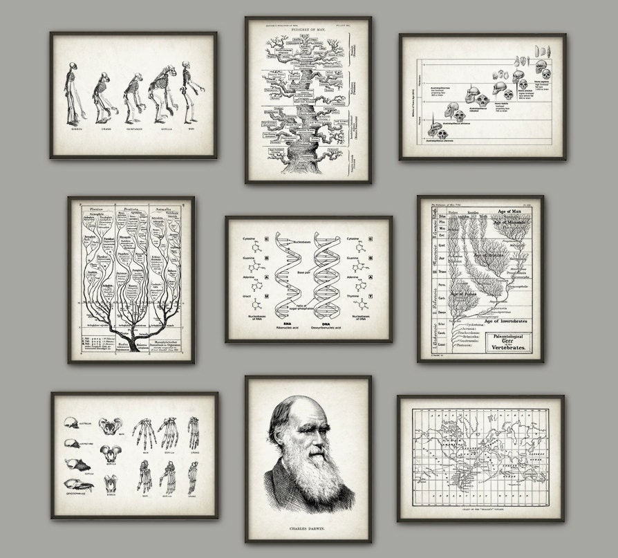 Evolution Wall Art Print Set of 9 Biology Wall Art Charles