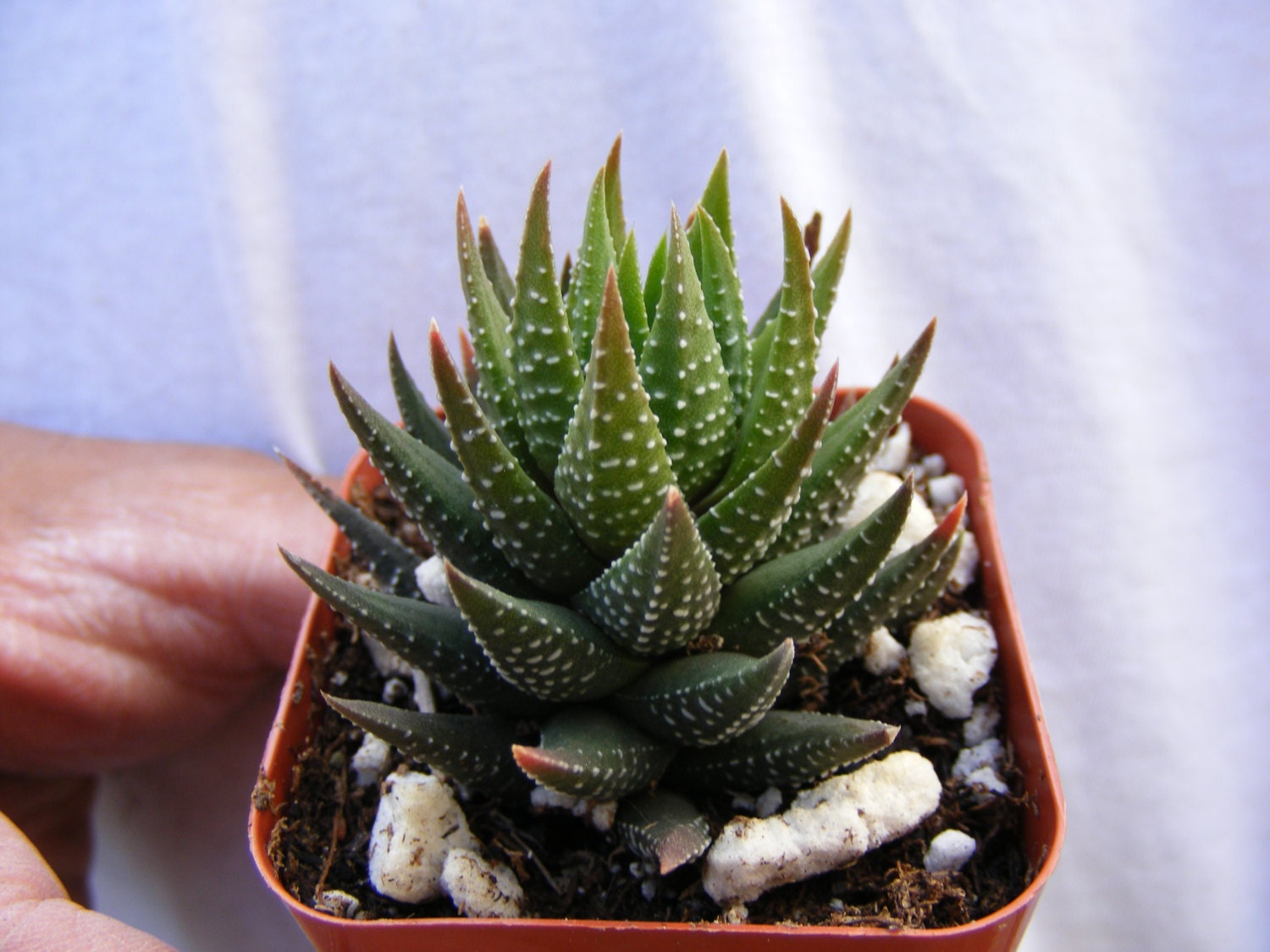 HAWORTHIA Species Succulent