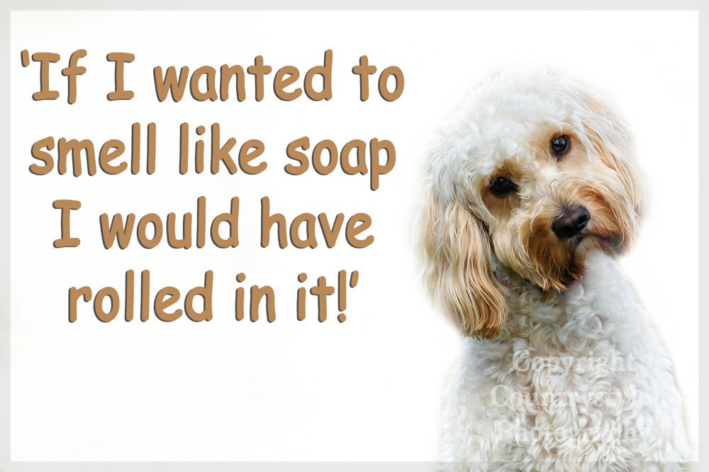 Cockapoo pet dog Funny Fridge Magnet Christmas Gift