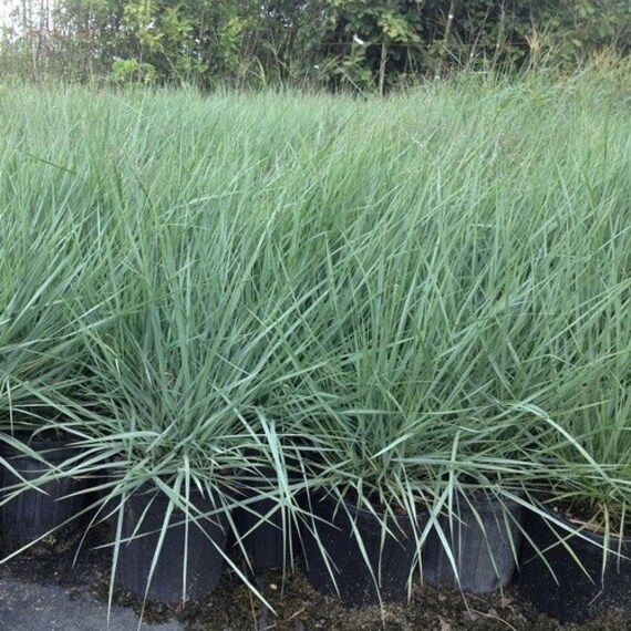 Love Grass Blue Ornamental Grass Eragrostis elliotii Blue