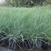 Love Grass Blue Ornamental Grass Eragrostis elliotii Blue