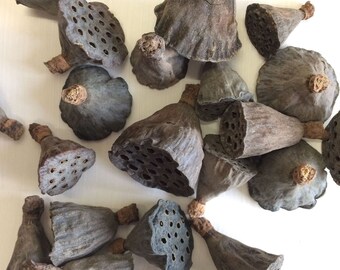 Lotus pods | Etsy