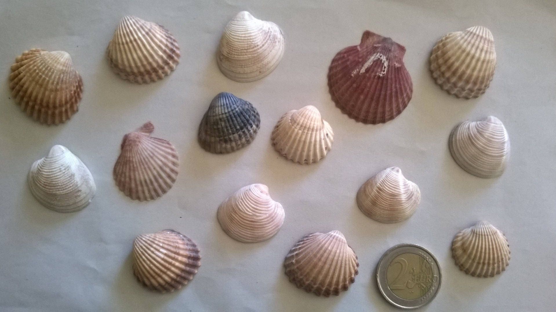 1c Coquillages de l'océan praire palourde coque