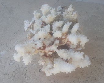 White sea coral | Etsy