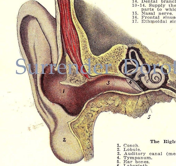 Human Ear Anatomy Chart Vintage 1920s Music to The Ears