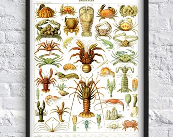 Crab poster | Etsy