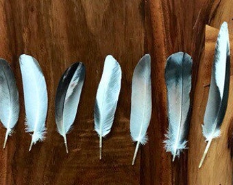 Real bird feathers | Etsy