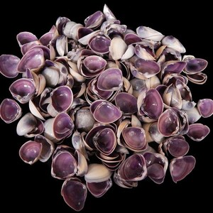 Purple clam shells | Etsy