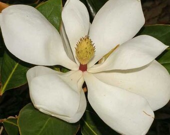 Magnolia tree | Etsy