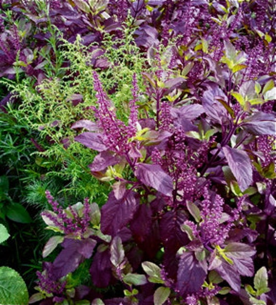 Tulsi Seeds Krishna Purple Medicinal Herb