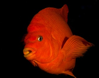 Garibaldi fish | Etsy